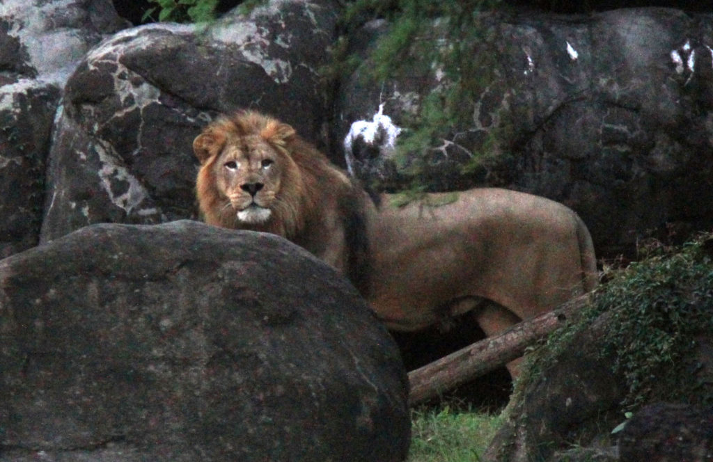 Animals Watching Humans Watching Animals - RoadBroads - Women writers ...
