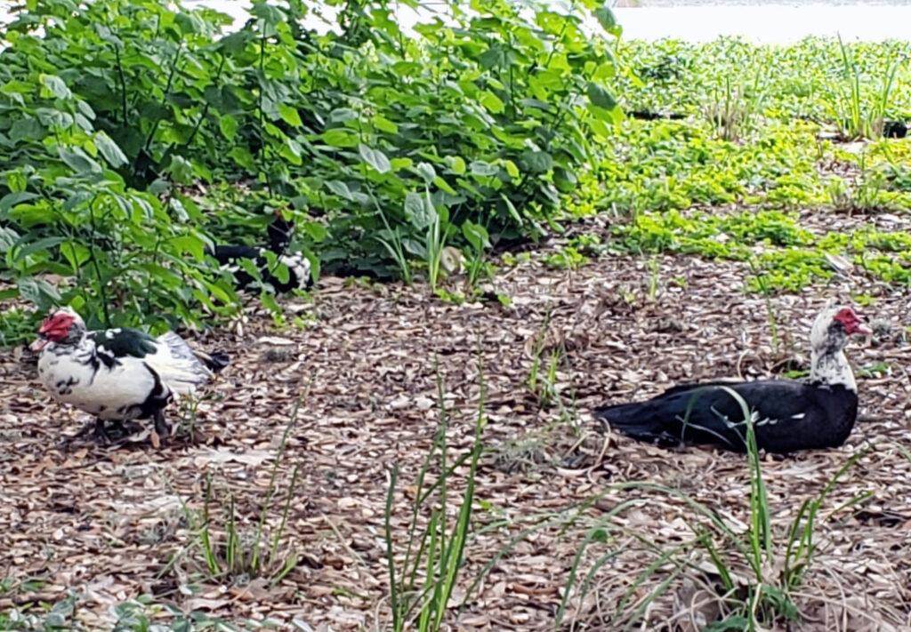 Hermann Park Prepares for Earth Day - RoadBroads - Women writers ...