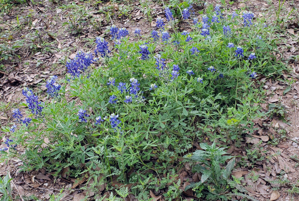 Bluebonnets and Poetry - RoadBroads - Women writers. Ordinary journeys ...